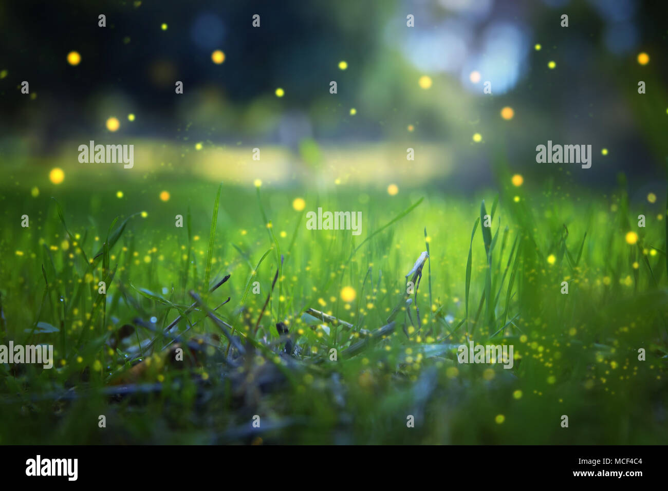 Abstract and magical image of Firefly flying in the night forest. Fairy ...