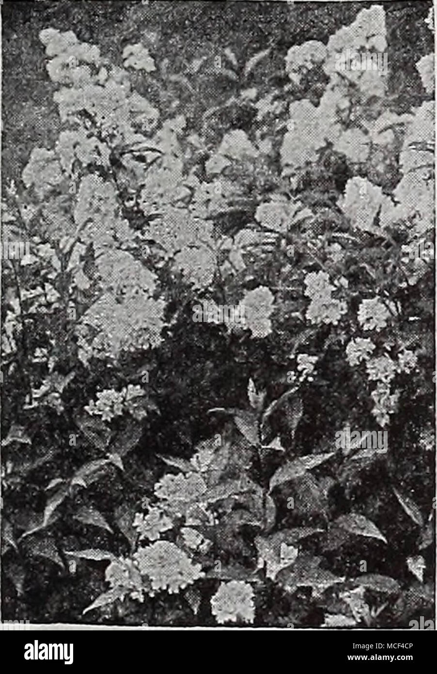 Cone shaped shrubs hi-res stock photography and images - Alamy