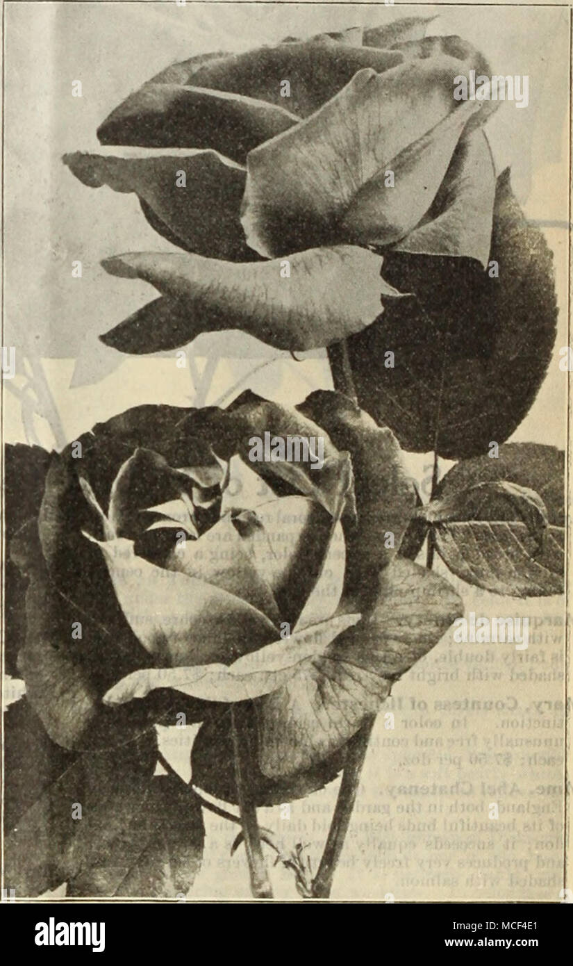 . Dreer's Select Tea Roses Tea Roses have always been admired for their ...