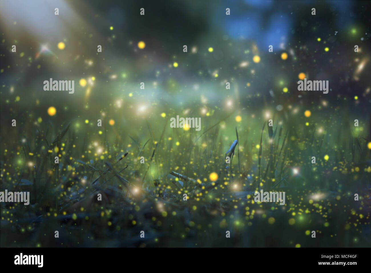 Abstract and magical image of Firefly flying in the night forest. Fairy ...
