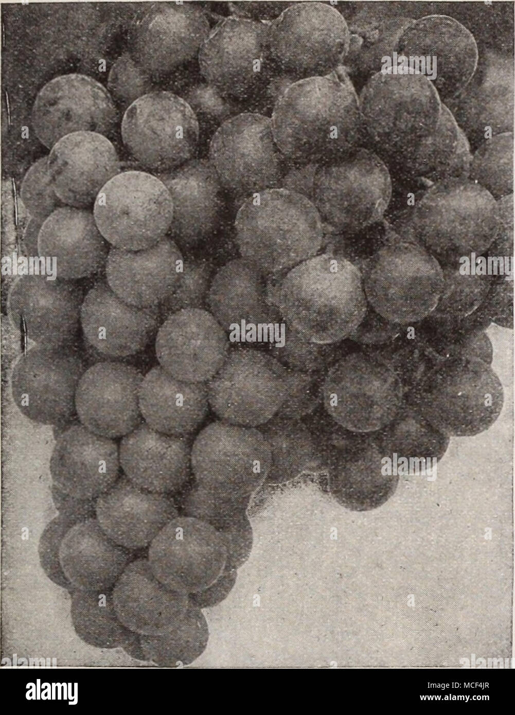 100 year grape hi-res stock photography and images - Alamy