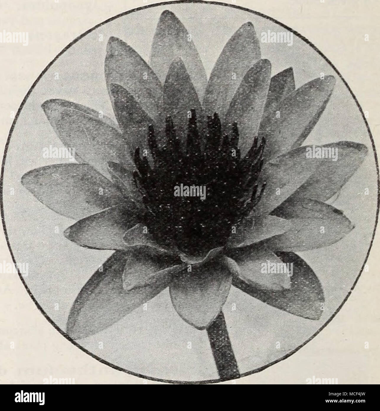 Victoria water lily child hi-res stock photography and images - Alamy