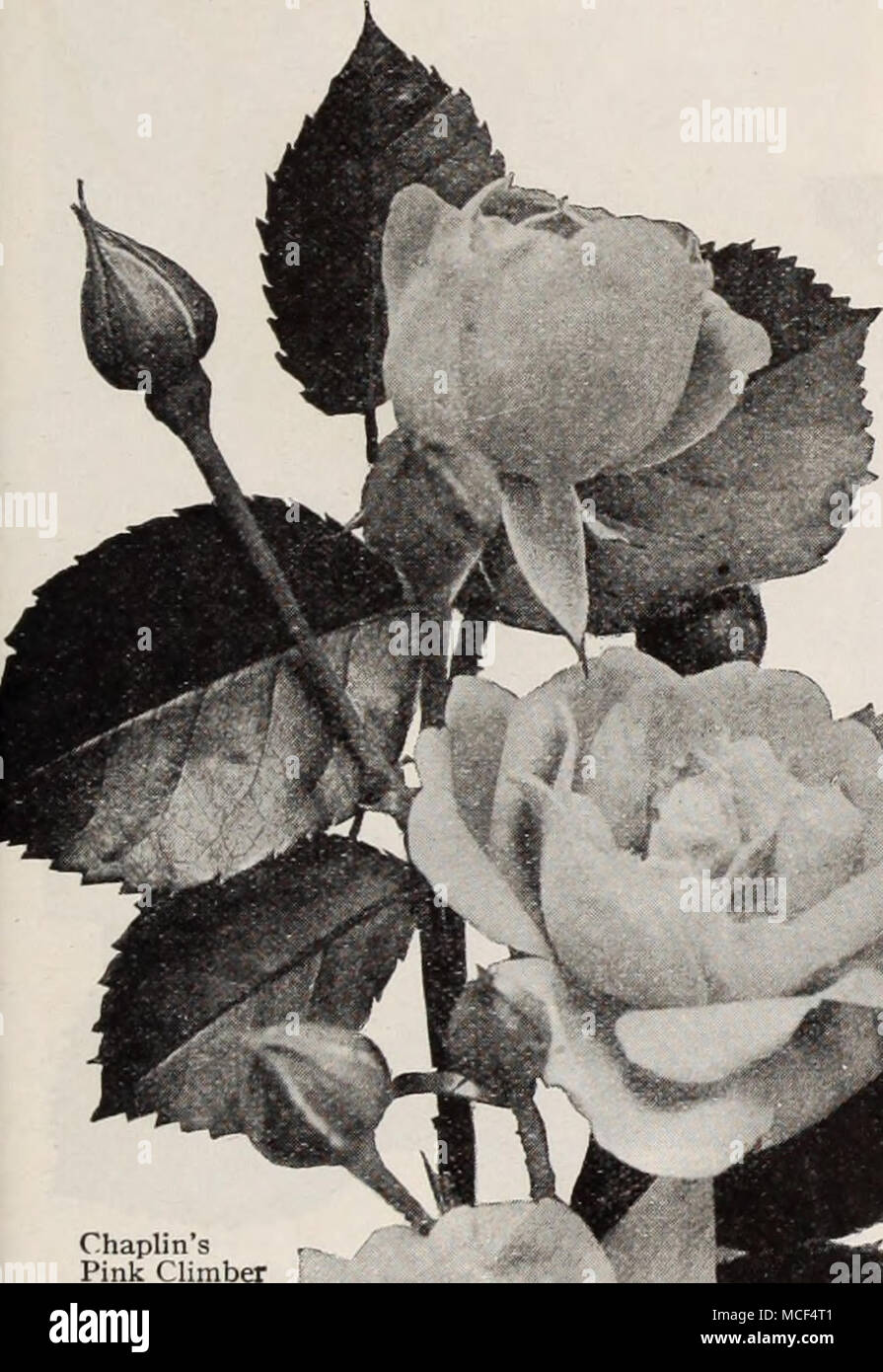 . Chaplin's Pink Climber. A splendid vigorous climber with good sized ...