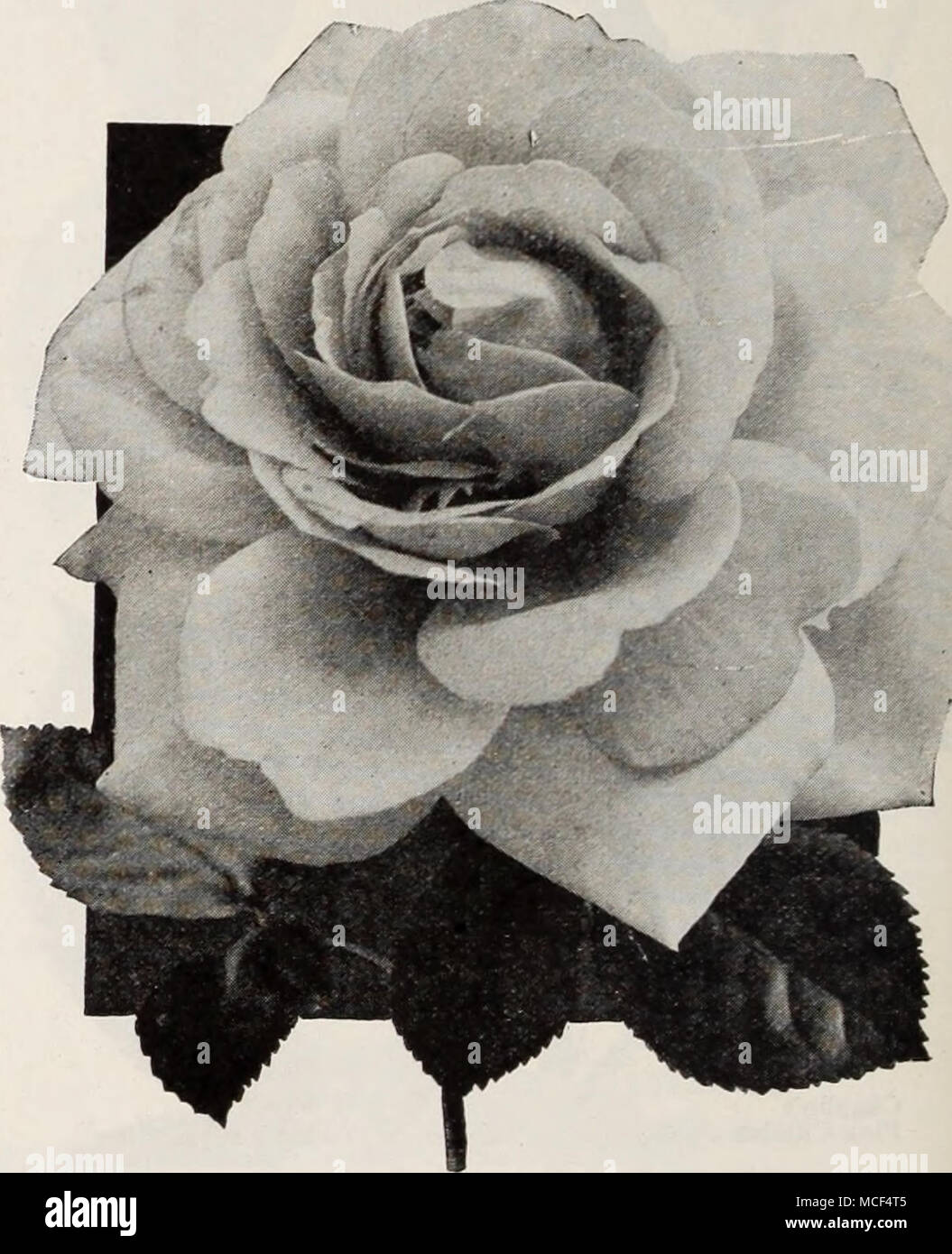 . Mme. Albert Barbier Mme. Albert Barbier. This remarkable variety is ...