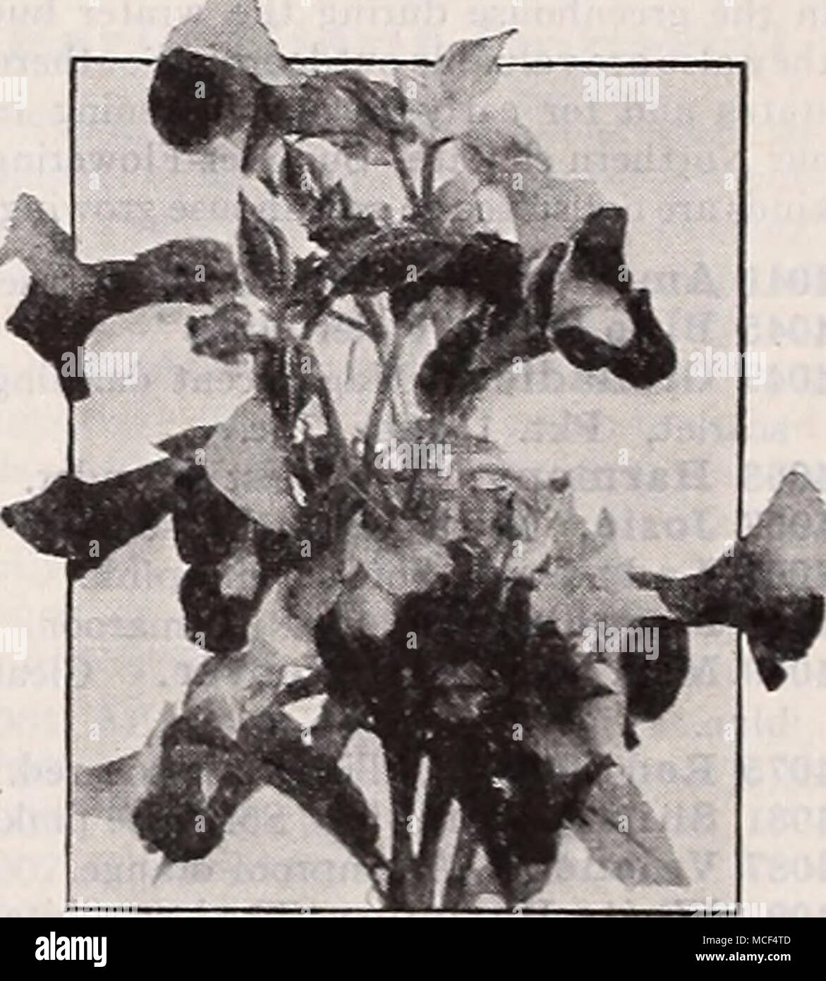 . Torenia Torenia—BZue Wing Flower ® Wishbone Flower 4293 Fournieri. A ...