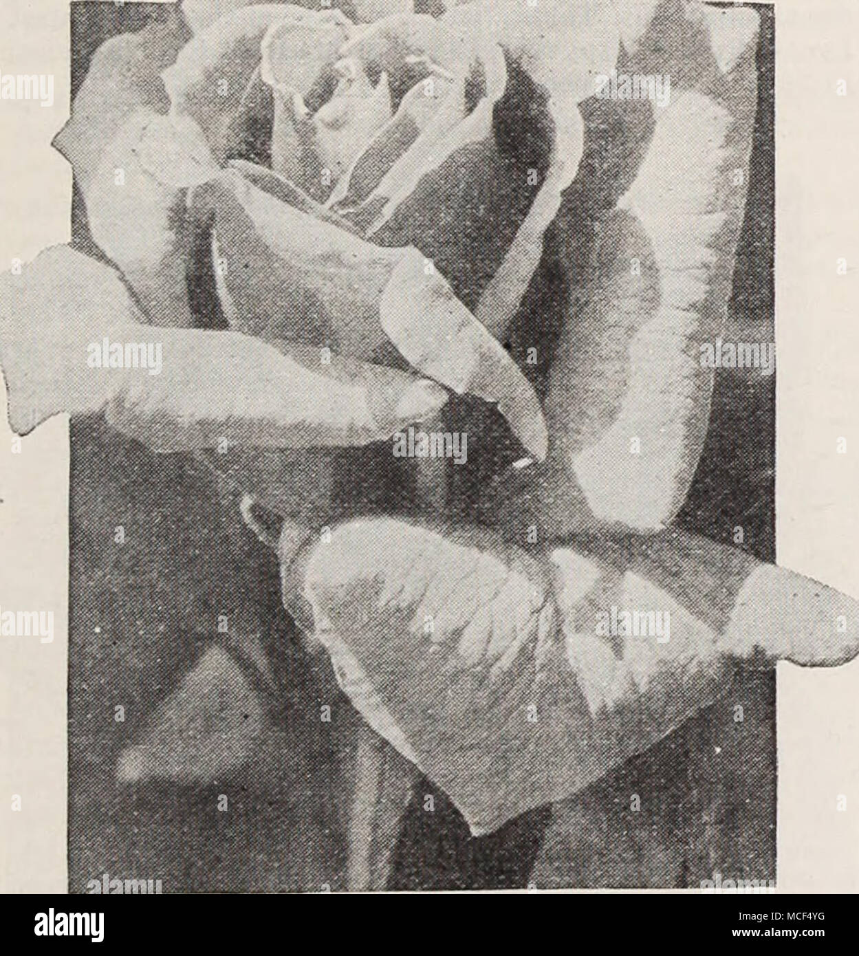 Sam mcgredy hi-res stock photography and images - Alamy