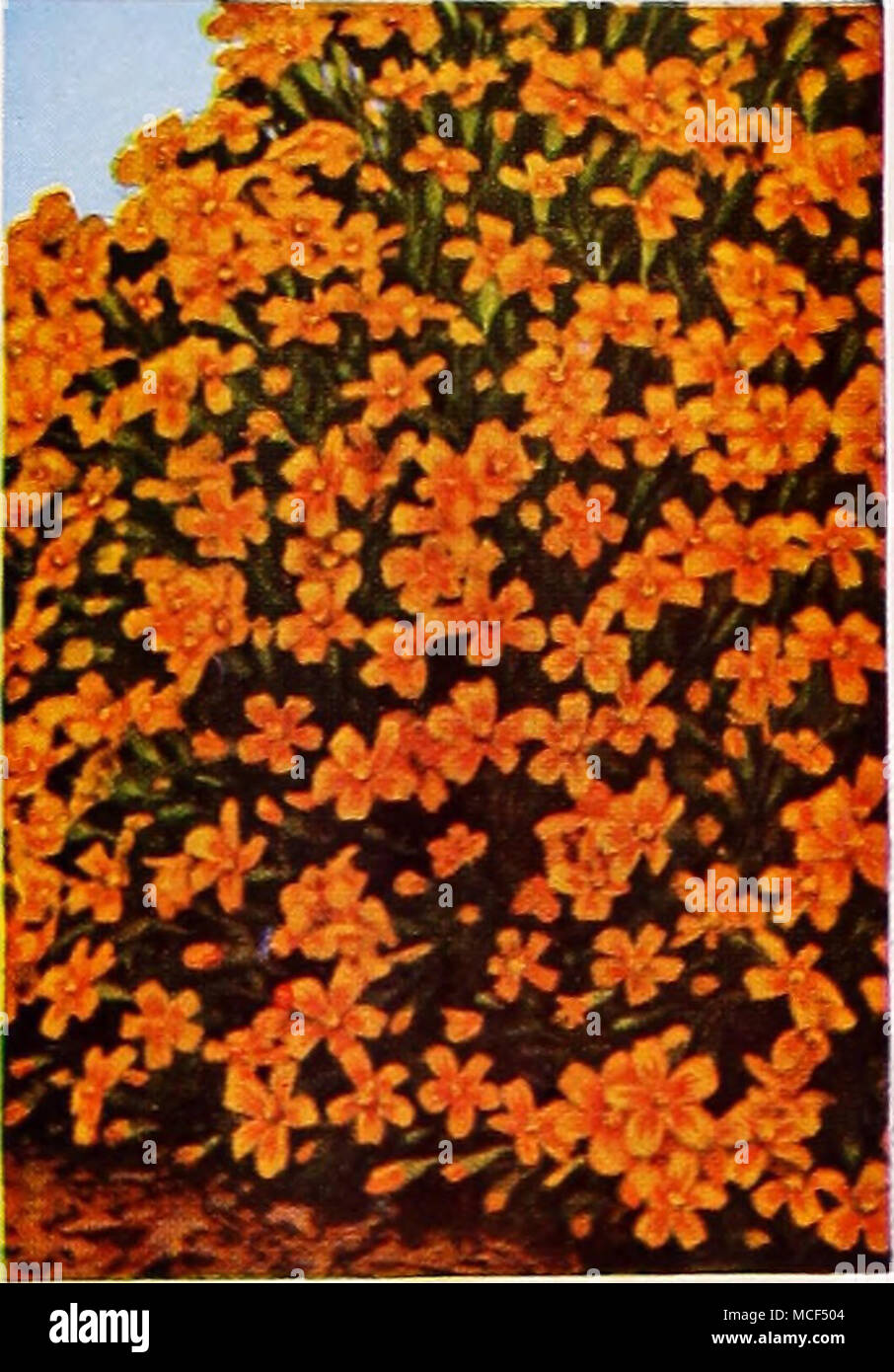 Tagetes signata hi-res stock photography and images - Alamy