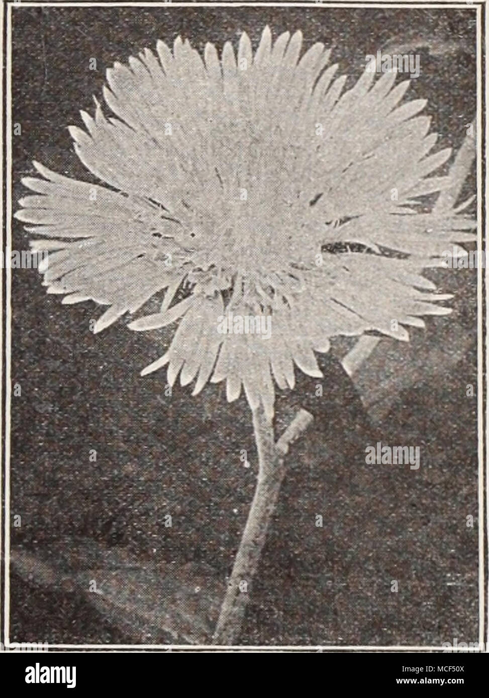 . Stokesia Stokesia—The Cornflower or Stokes' Aster Cyanea. Handsome ...