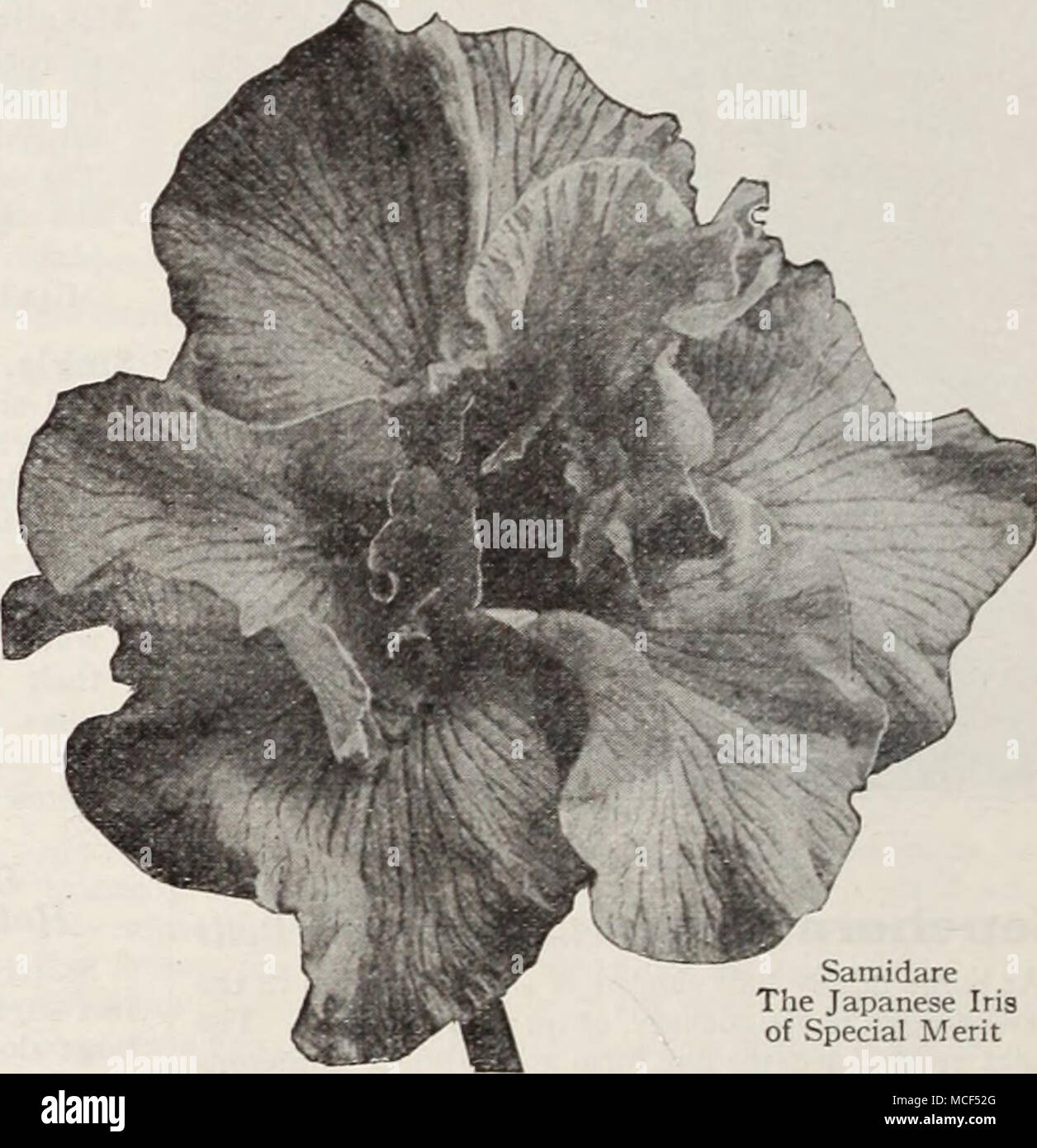 . Samidare The Japanese Iris of Special Merit Imperial Japanese Iris ...
