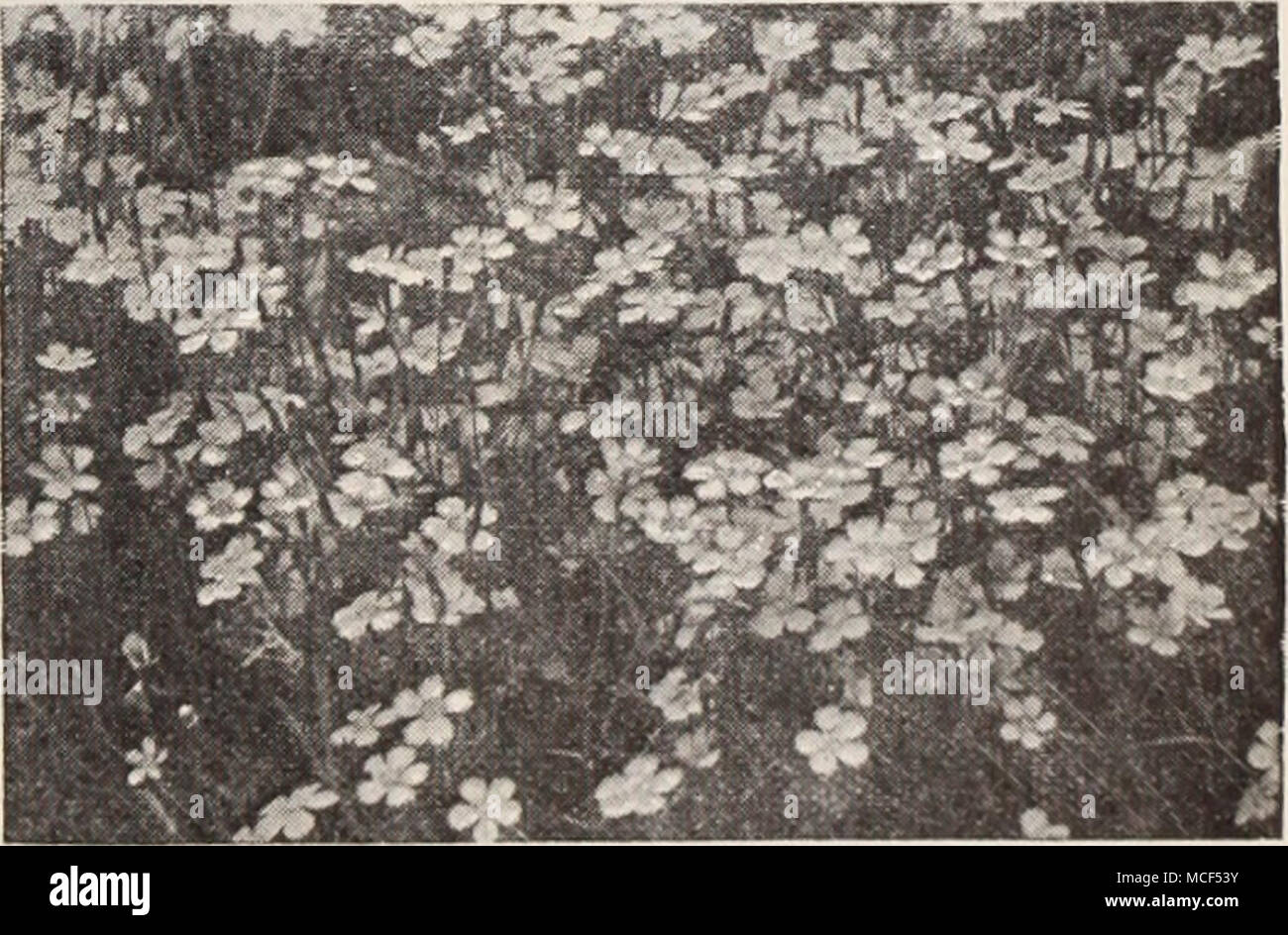 Alpine garden dianthus deltoides hi-res stock photography and images ...