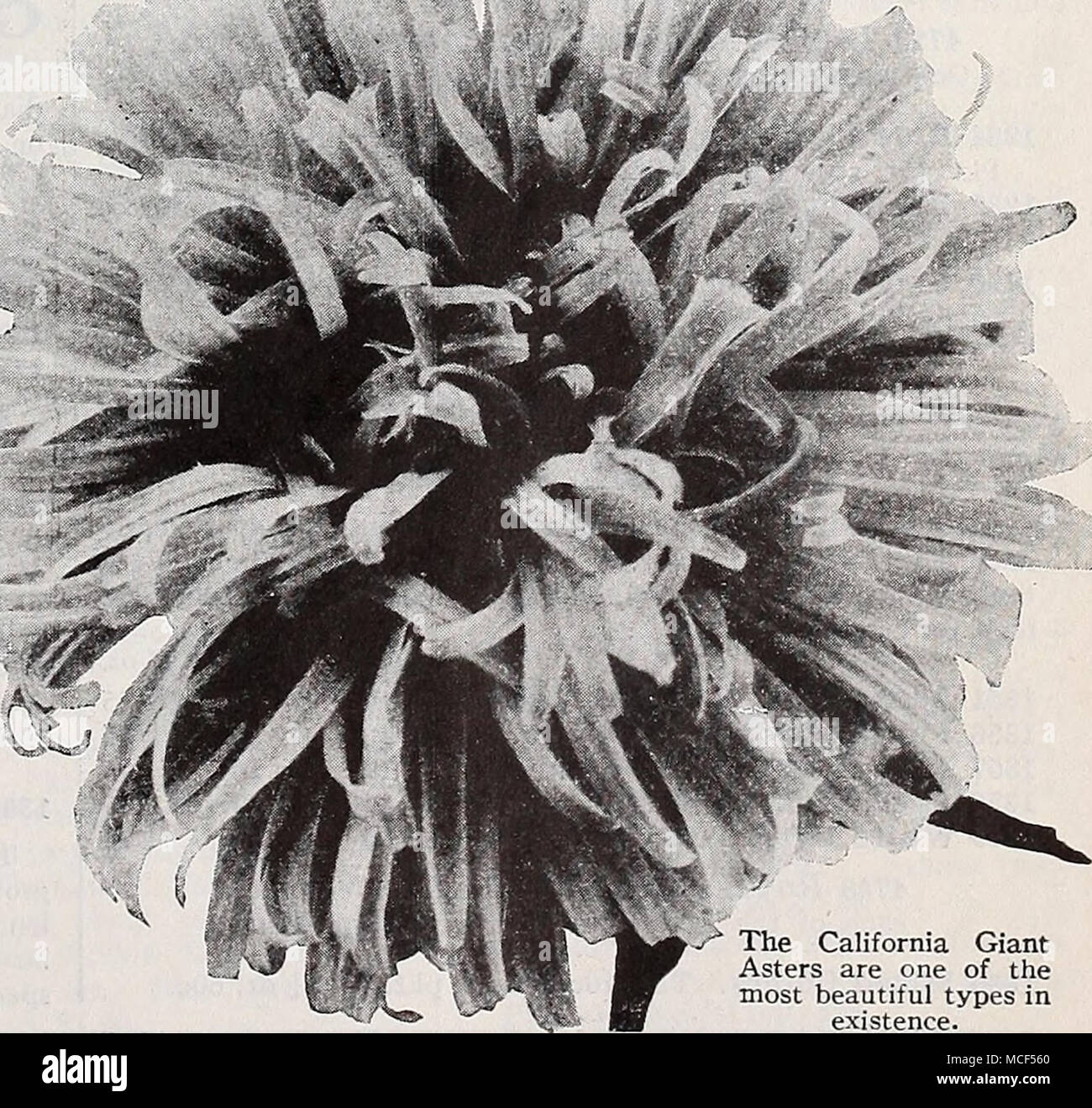 . The California Giant Asters are one of the most beautiful types in ...