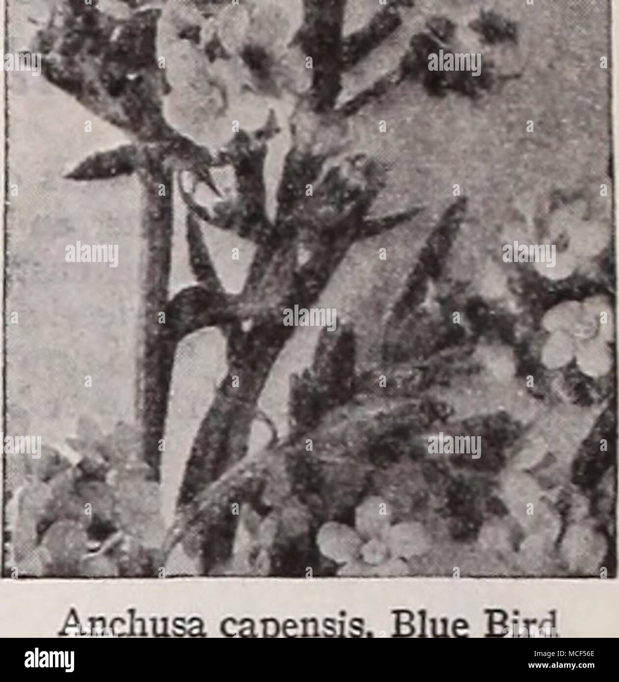 Anchusa capensis hi-res stock photography and images - Alamy
