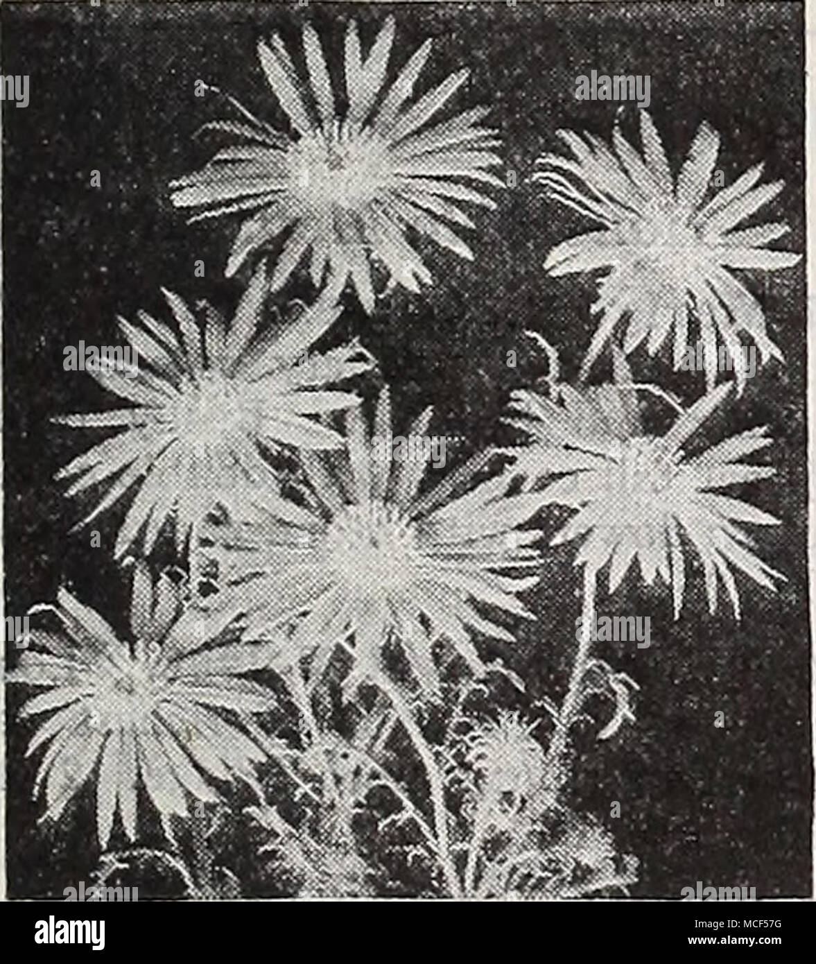 Tahoka daisy hi-res stock photography and images - Alamy