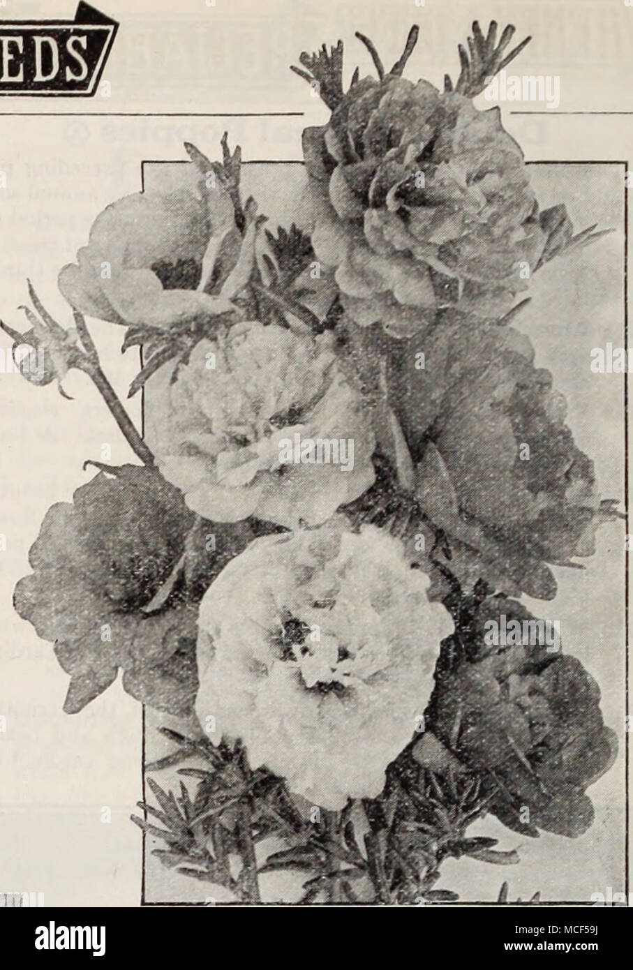 . Pyrethrum hybridum. Single Mixed Pyrethrum- Double Portulacas ...