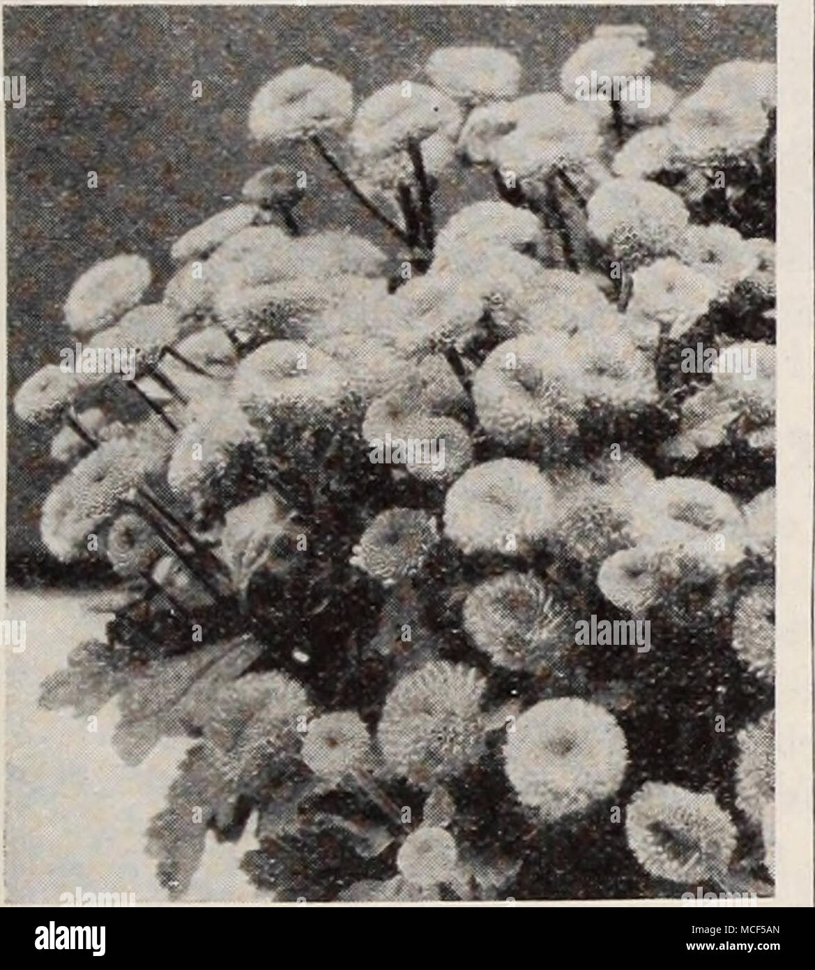 Yellow ball like flowers hi-res stock photography and images - Alamy