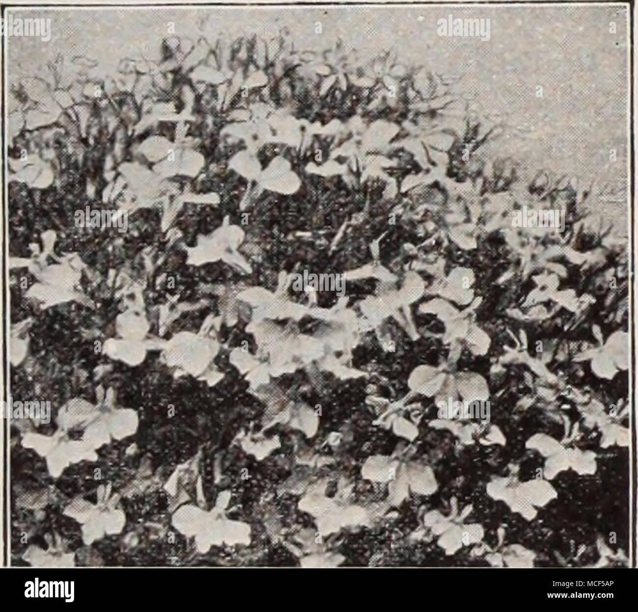 Lobelia trailing dark blue hi-res stock photography and images - Alamy