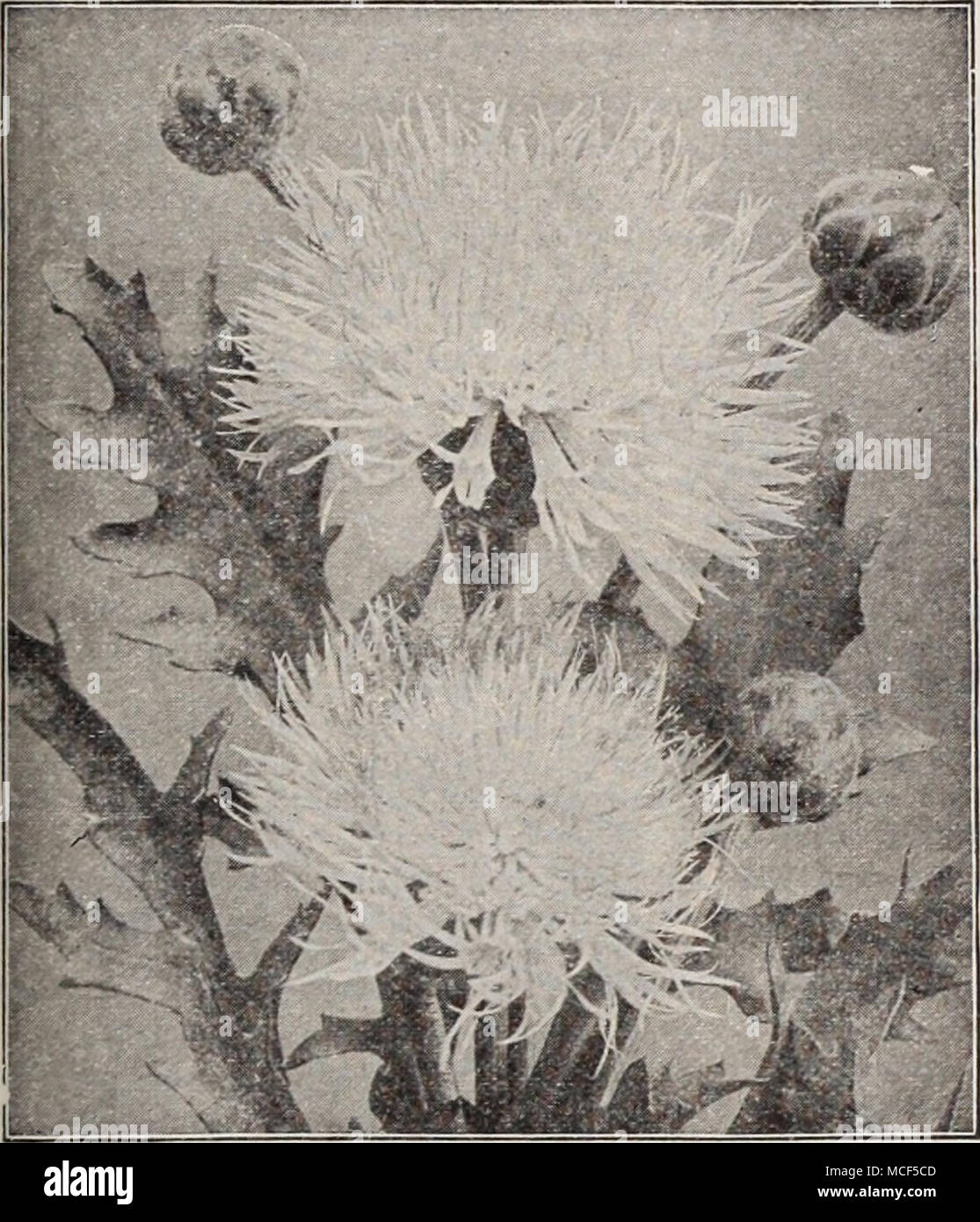 Centaurea imperialis hi-res stock photography and images - Alamy