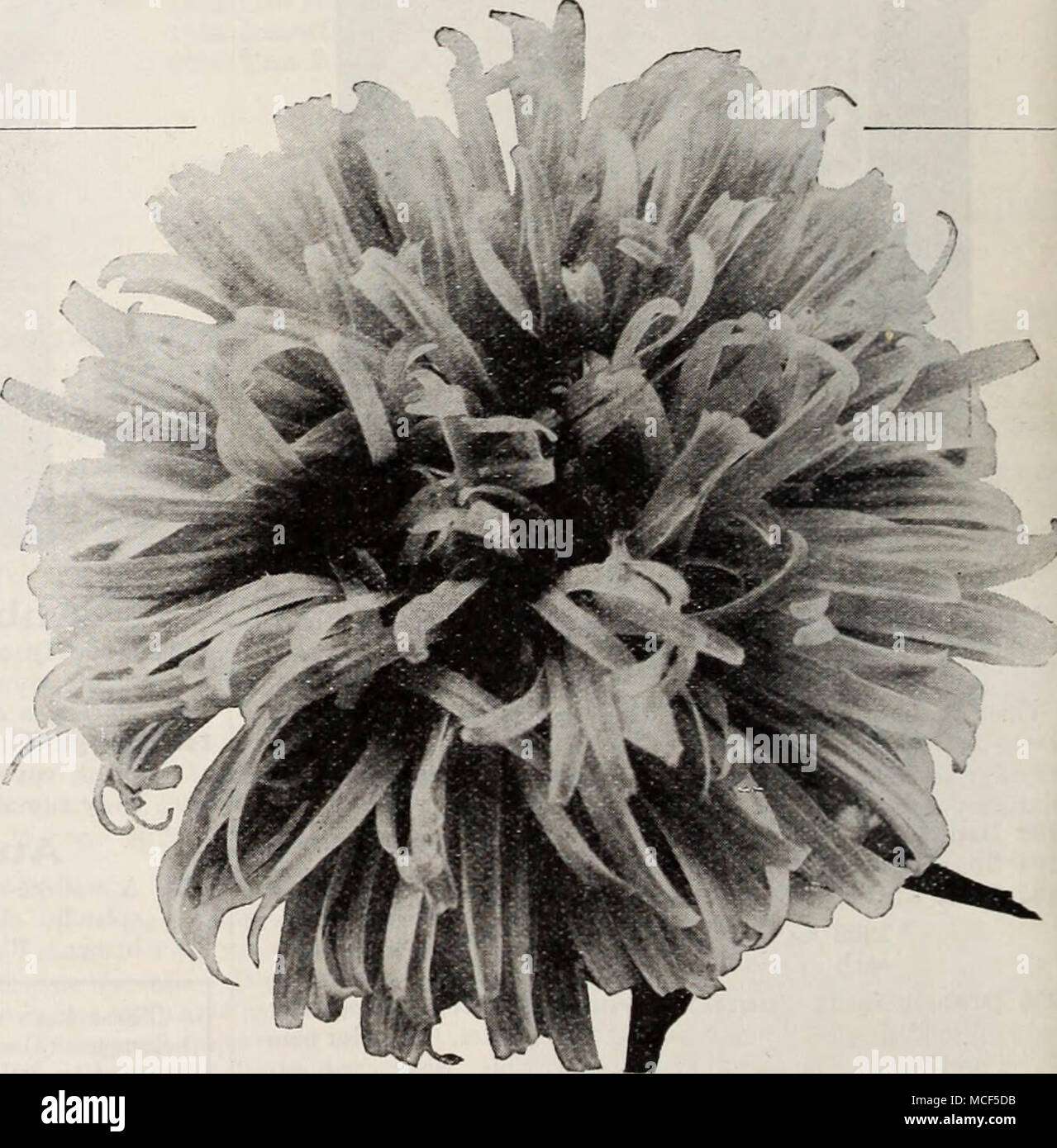 . California Giant Aster Our Leaflet, "How to Grow Flowers from Seeds ...