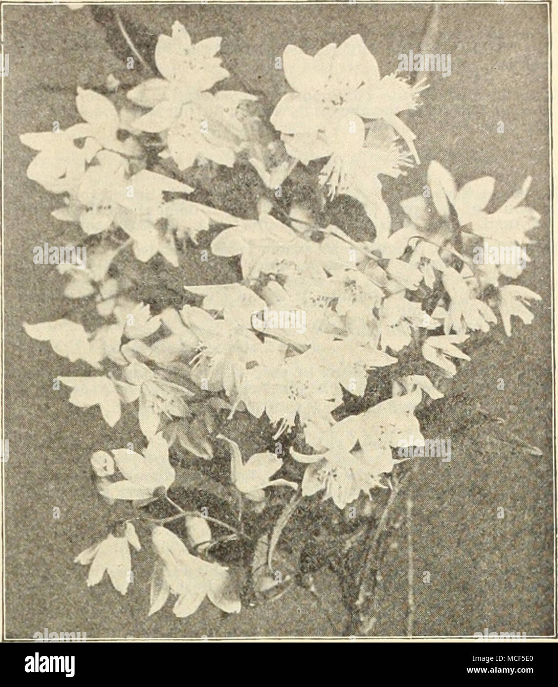 Cone shaped shrubs hi-res stock photography and images - Alamy