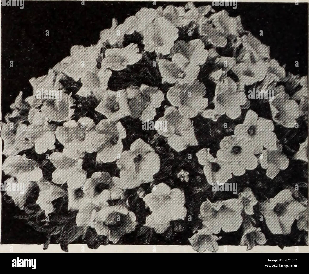 . Petunia nana compacta Petunia nana compacta A new strain of Petunia ...