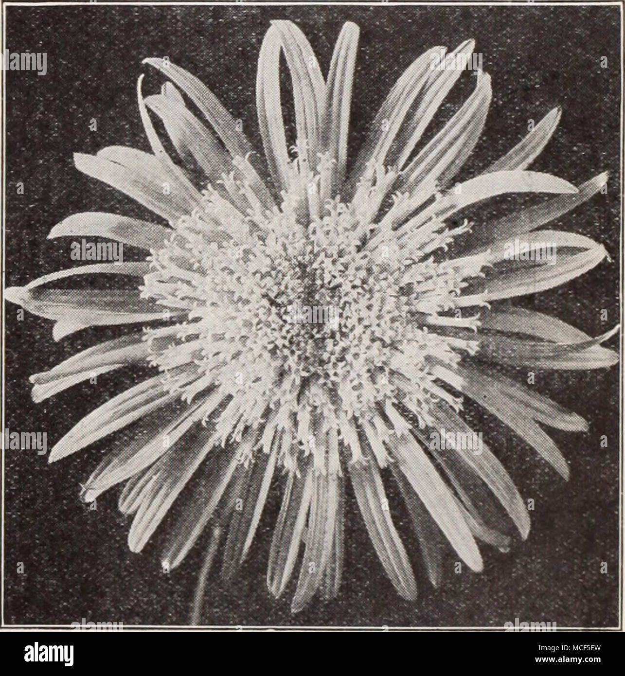 . Aster. Giant California Sunshine Giant California Sunshine Aster 1450 ...
