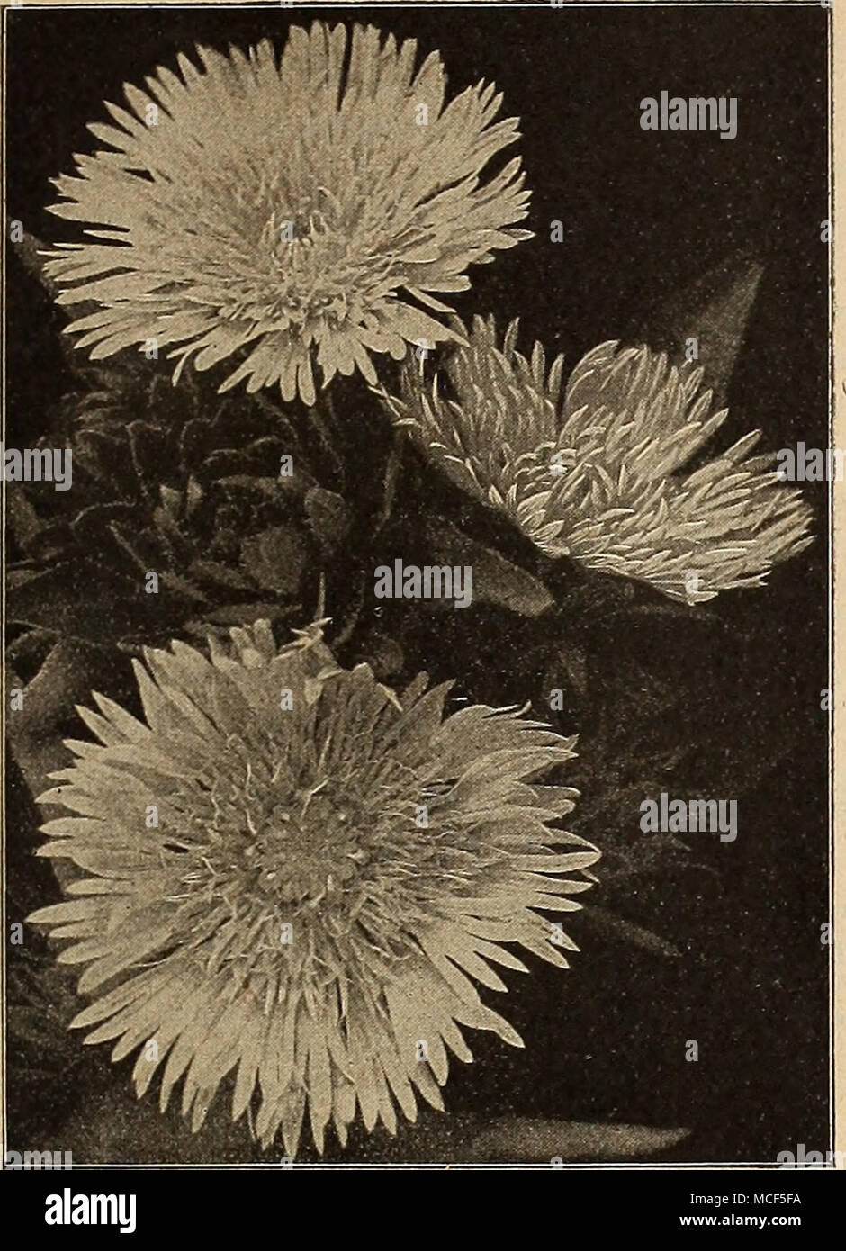 . SOLID AGO (Golden Rod) The varieties offered below are the most ...