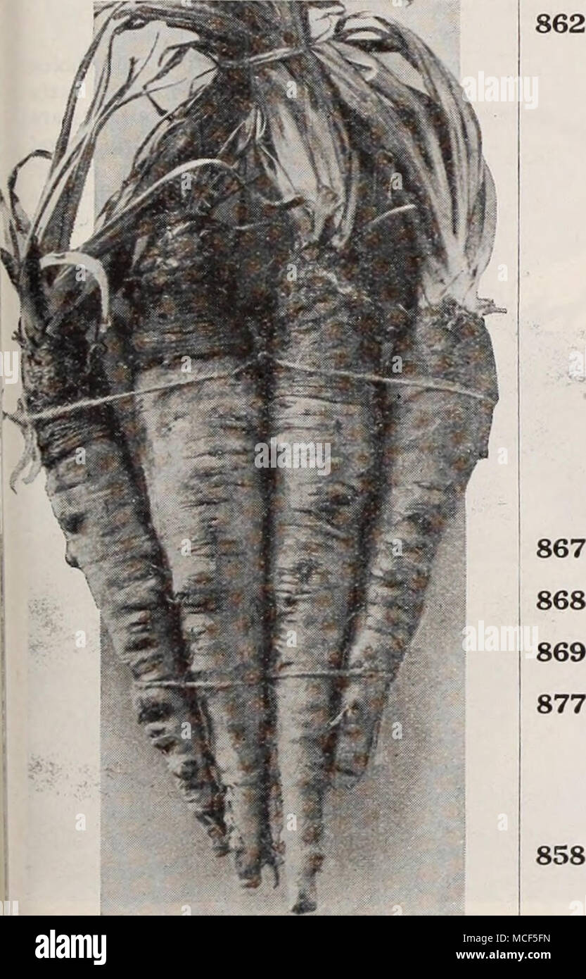 Long tapering leaves hi-res stock photography and images - Alamy