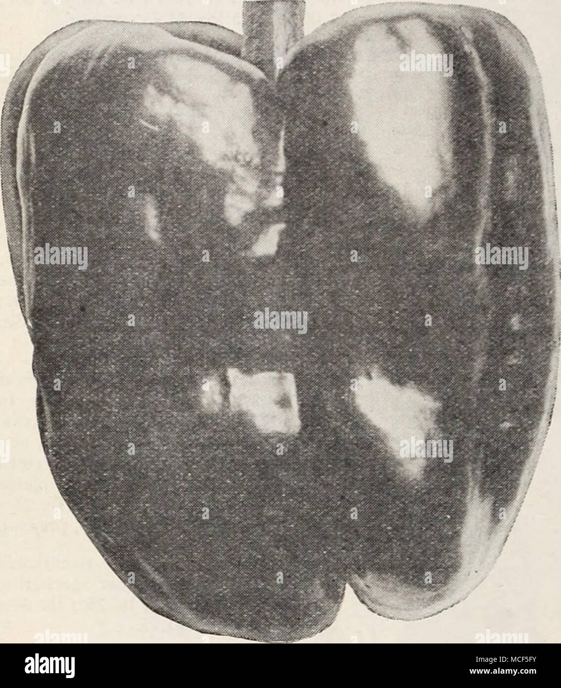 . California Wonder Pepper 711 California Wonder. Deservedly popular in ...