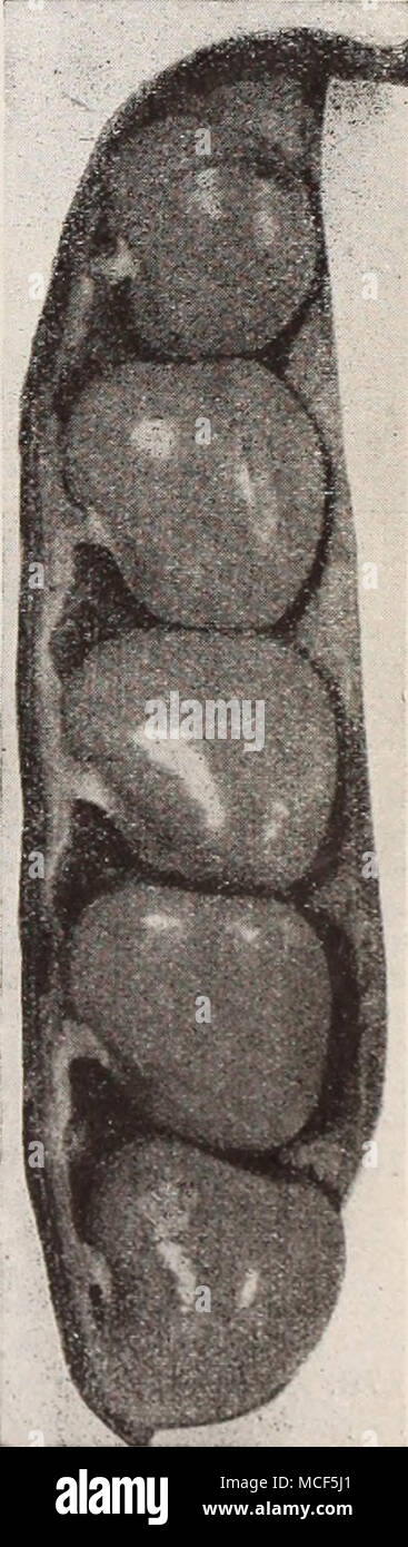 . Dreer's Improved Pole Lima Bean Grow plenty of Pole Limas to supply ...