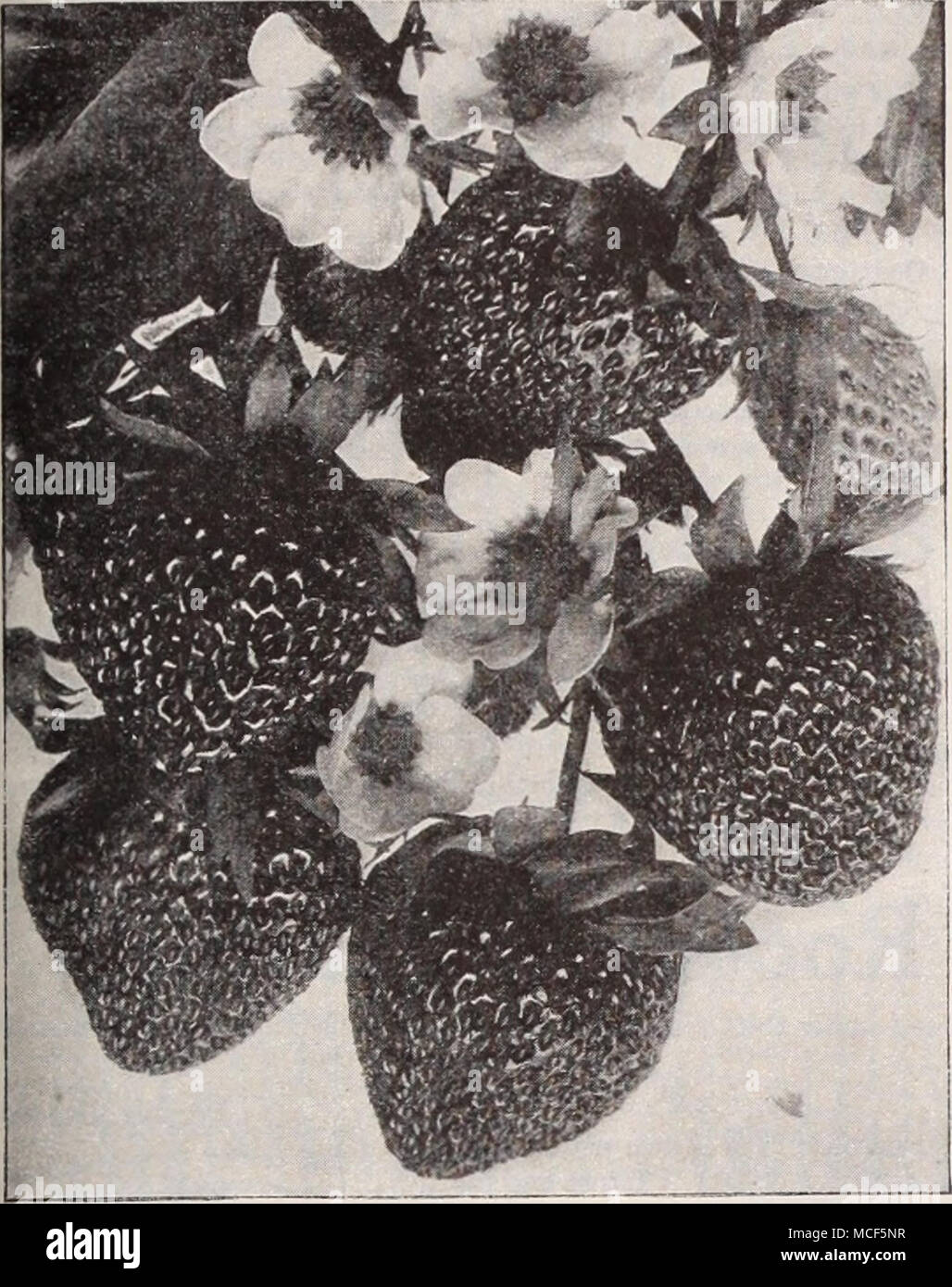 . Everbearing Strawberries Two Luscious Hardy Grapes The Caco. A cross ...