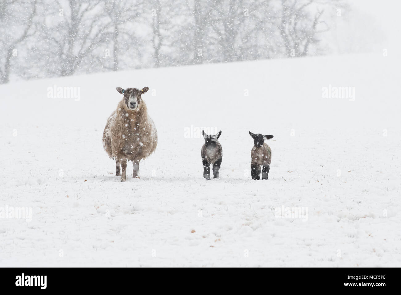 Ewe and two lambs in snow Stock Photo - Alamy