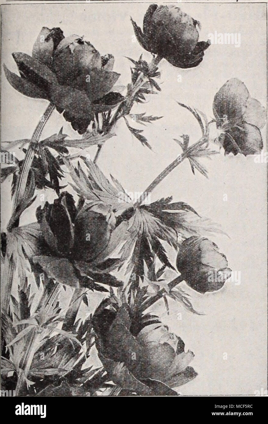 . Trollius (Globe Flower) TeUCrium (Germander) Chamaedrys. An evergreen ...