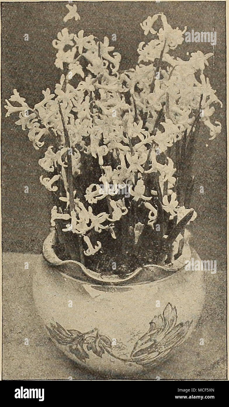 . Single Dutch Hyacinths Early White French Roman Hyacinths DREER'S ...