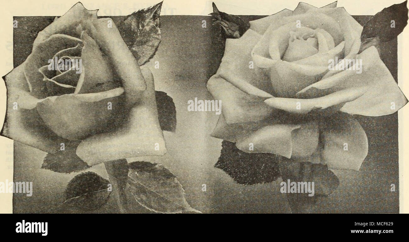 Mary ley hi-res stock photography and images - Alamy