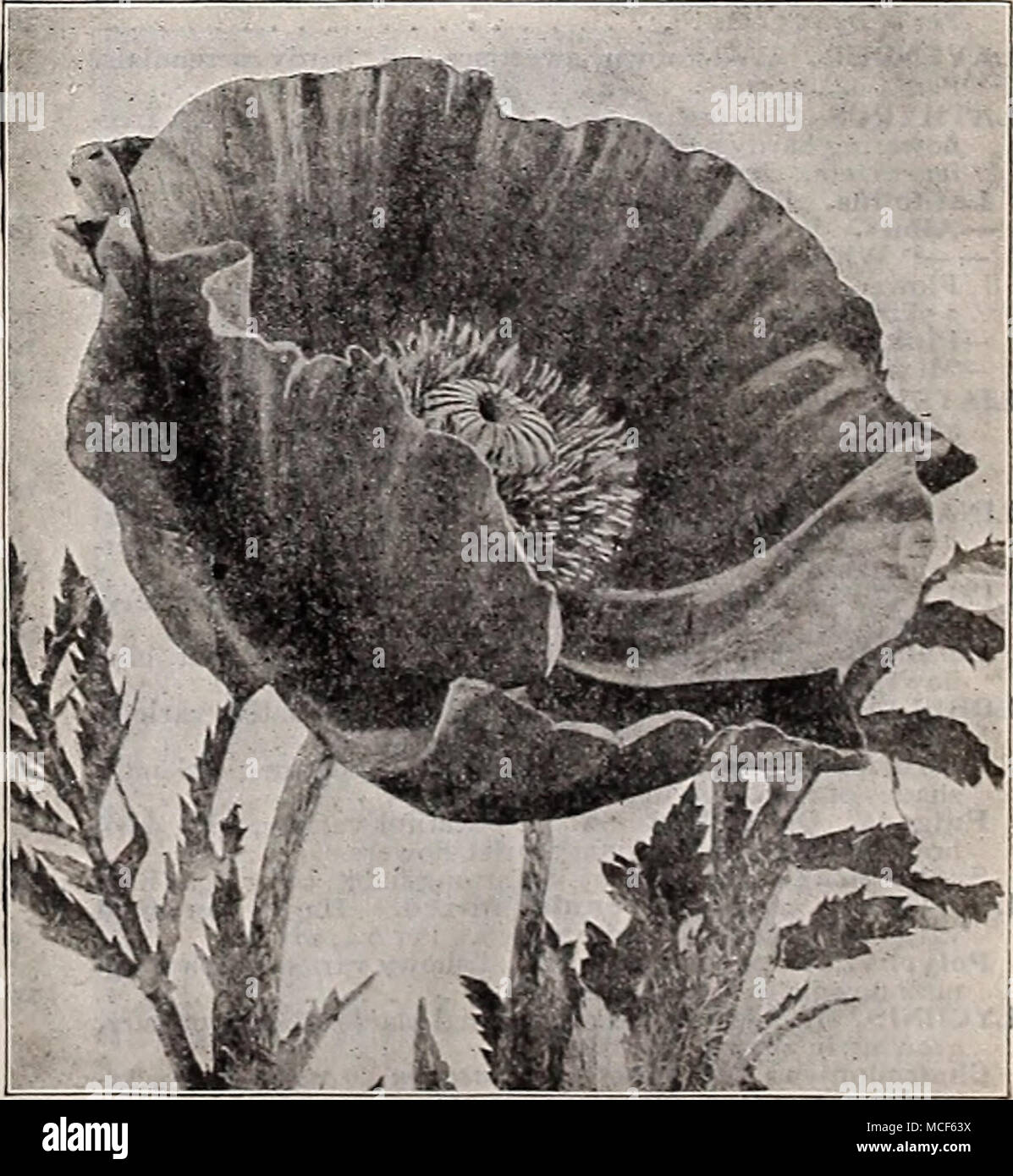 . ORIENTAL POPPY For complete list and cultural notes see our Garden ...