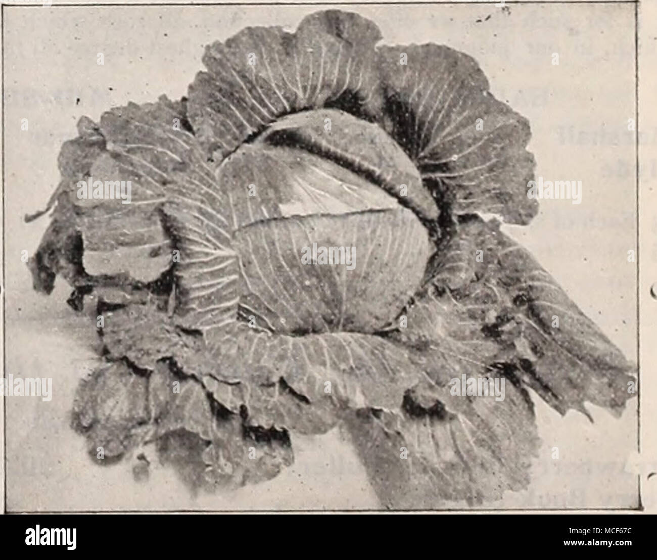 . SELECTED LATE FLAT DUTCH CABBAGE Stock Photo - Alamy