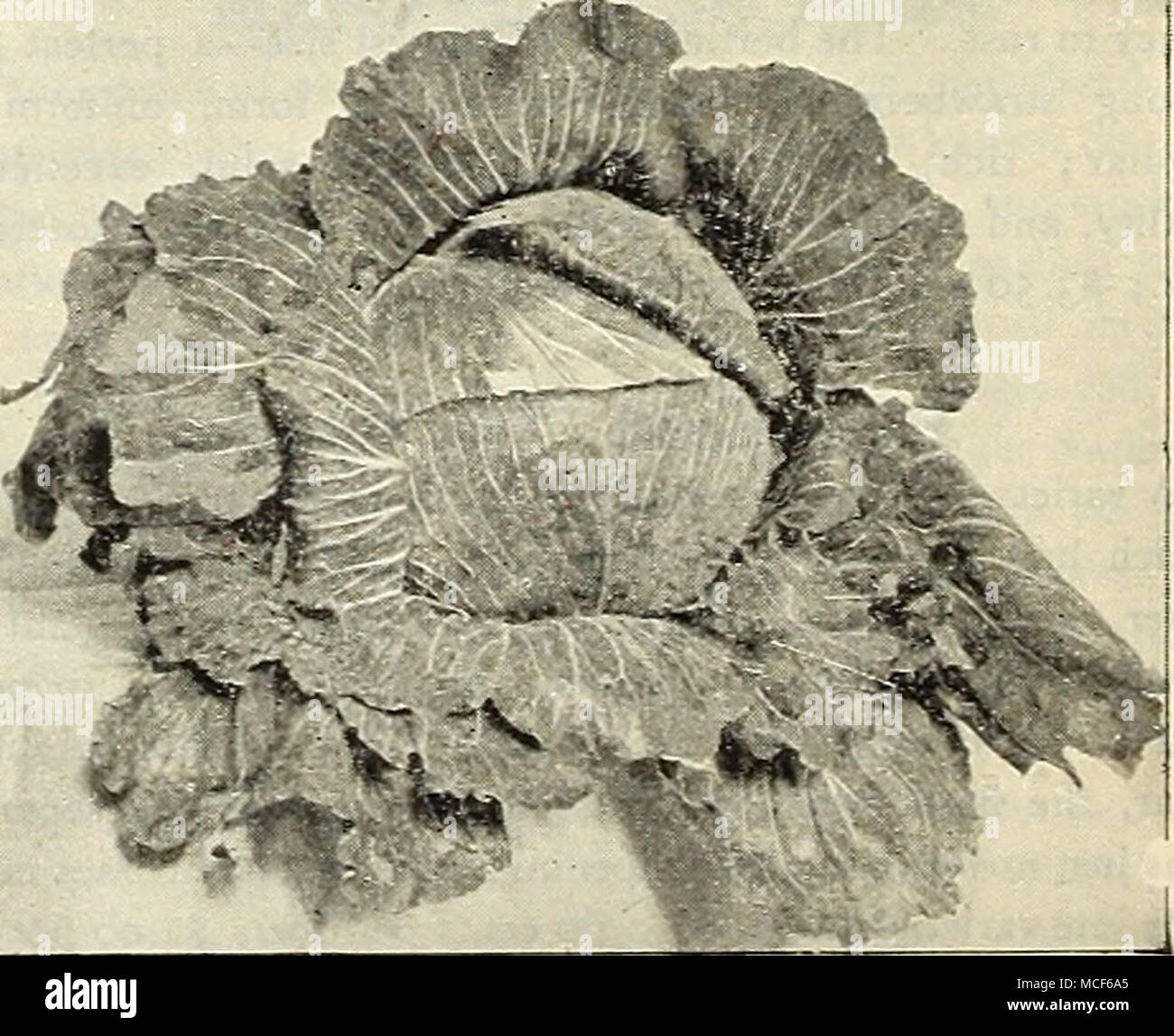Flat dutch cabbage hi-res stock photography and images - Alamy