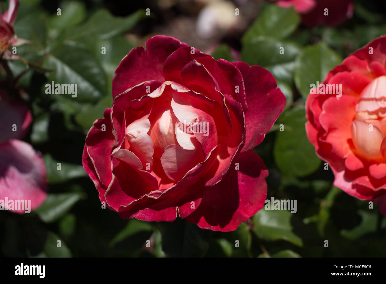 Beautiful colorful Rose Flower on garden background Stock Photo - Alamy