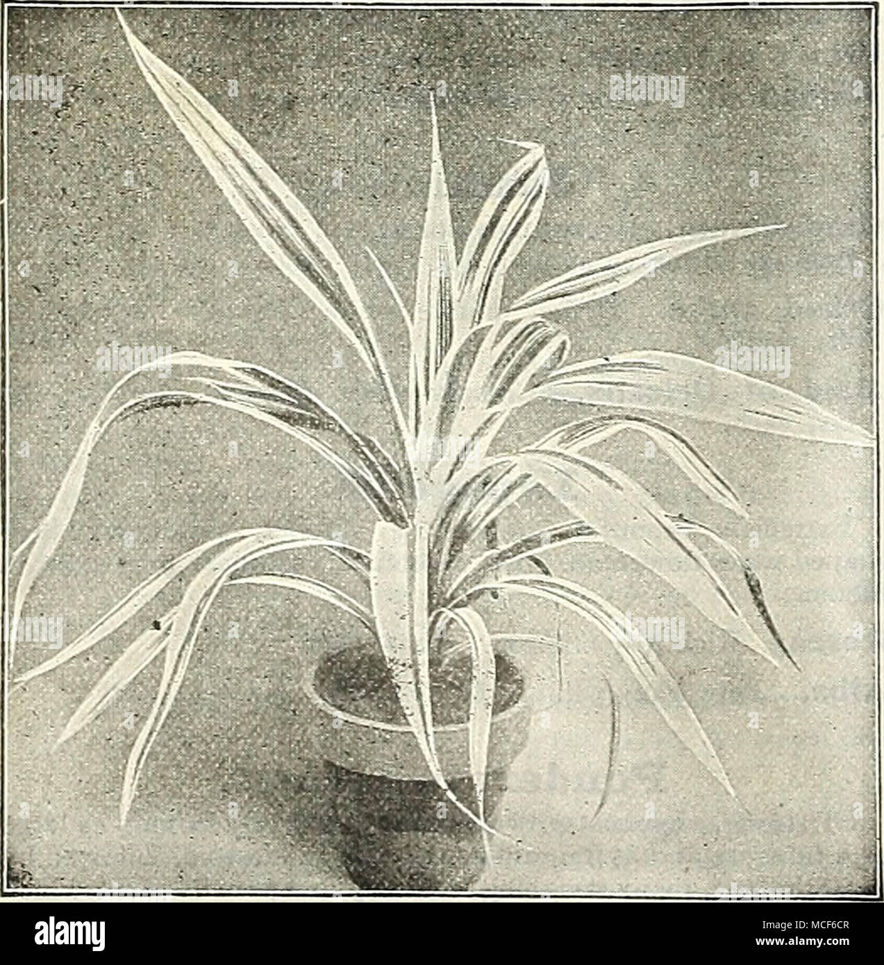 . PANDANUS VEITCHI MARANTA MAKOYANA Pandanns ( Screw Pine ...