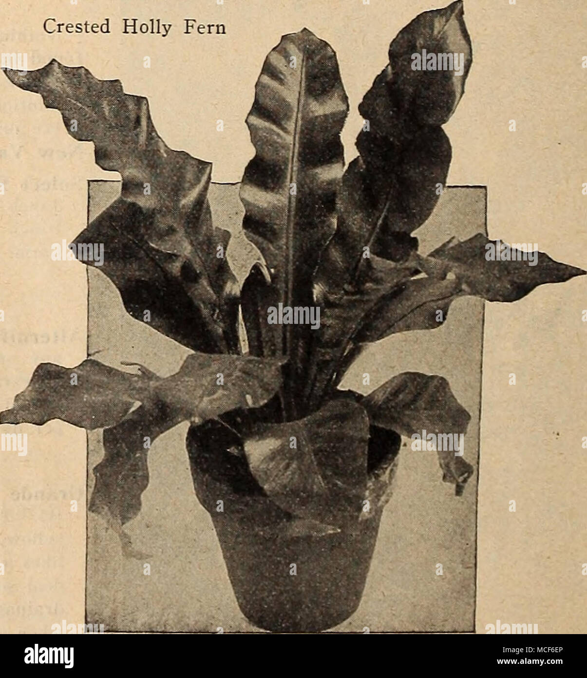 . Asplenium Nidus Avis (Bird's Nest Fern Stock Photo - Alamy