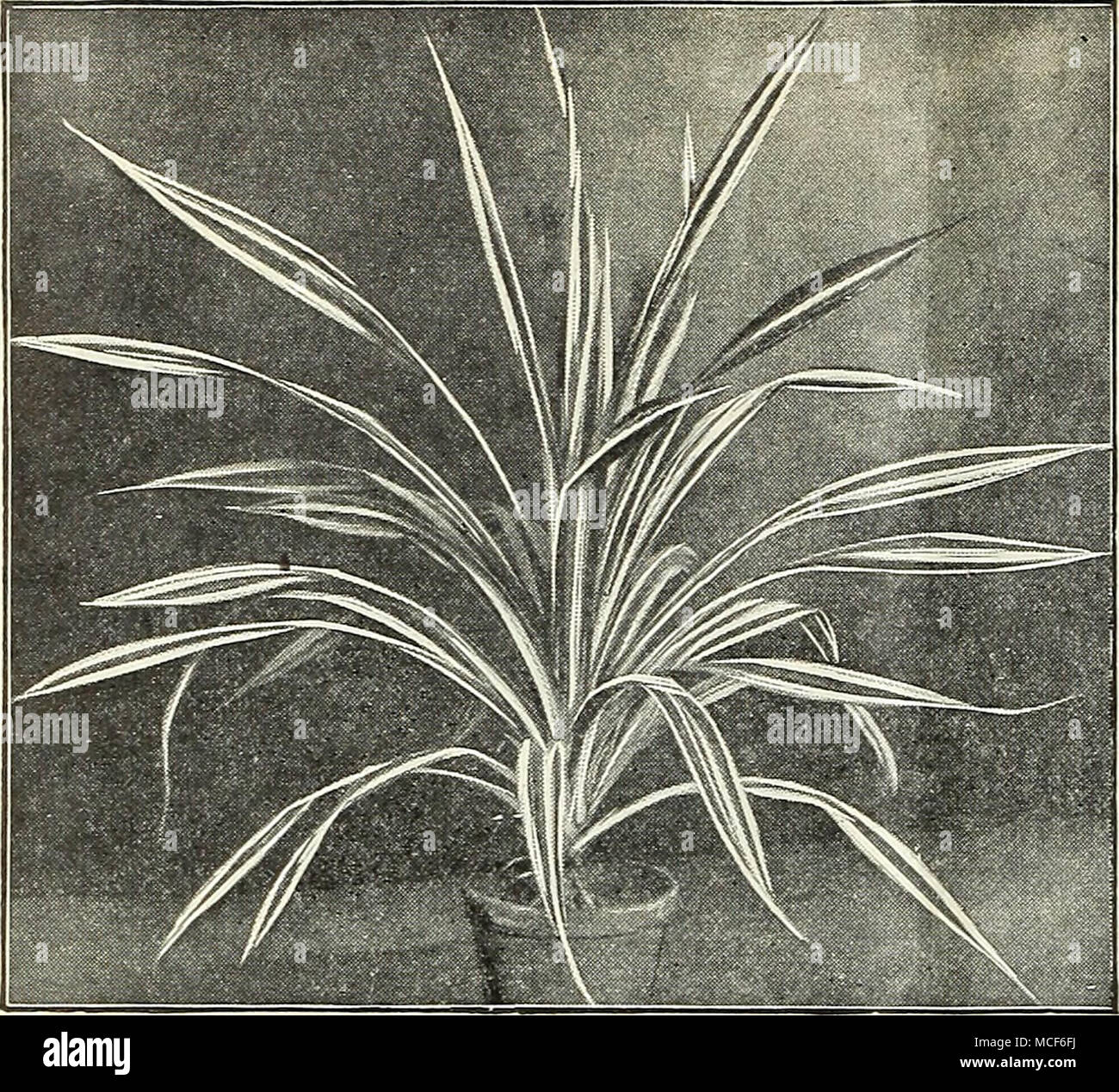 . PandannS (Screw Pine) Sanderi (Golden Pandanus). Young plants in 3 ...