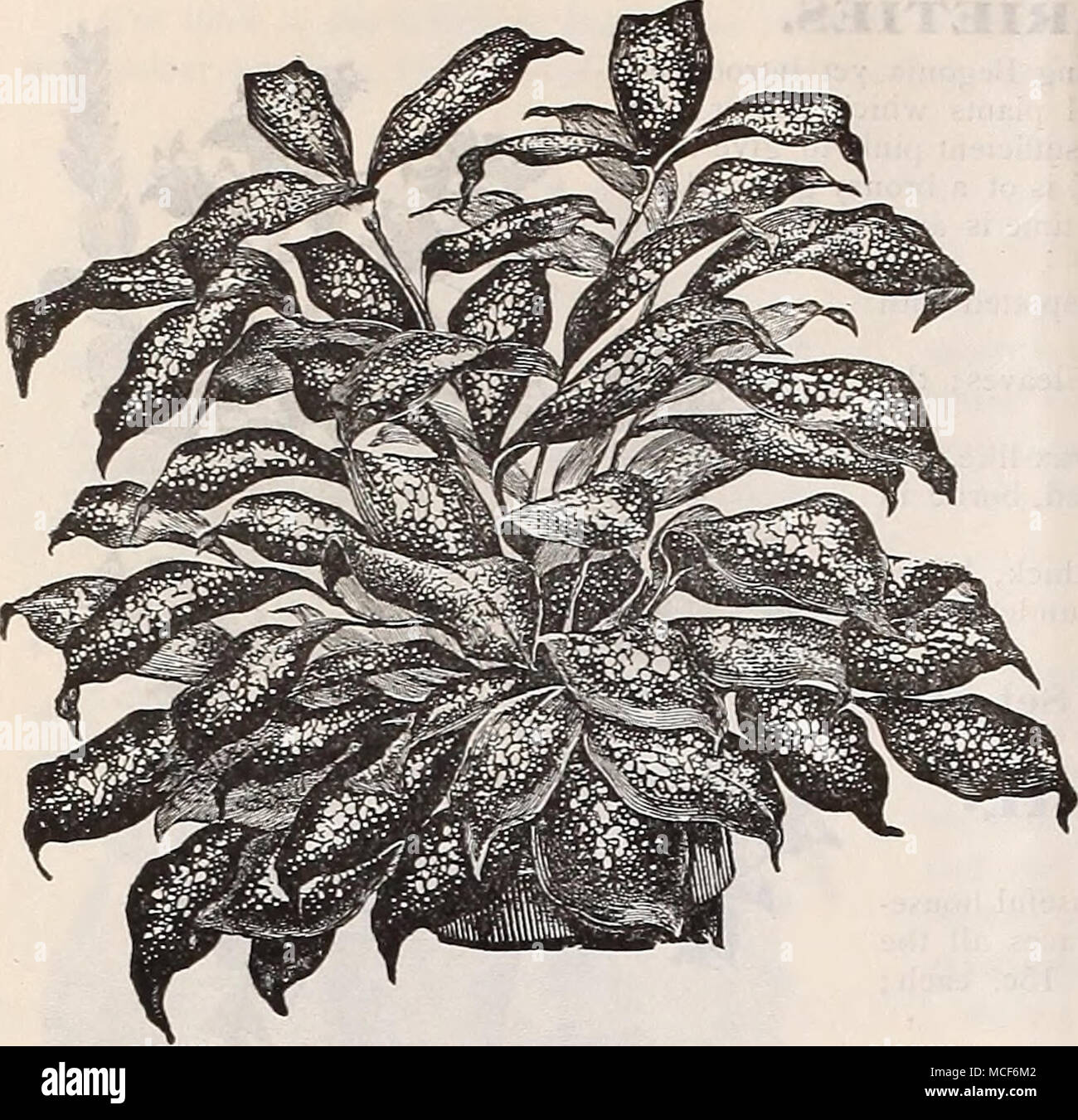 . Imperialis. creamy-white edge. Sanderiaha. Terminalis. DrAOENA ...