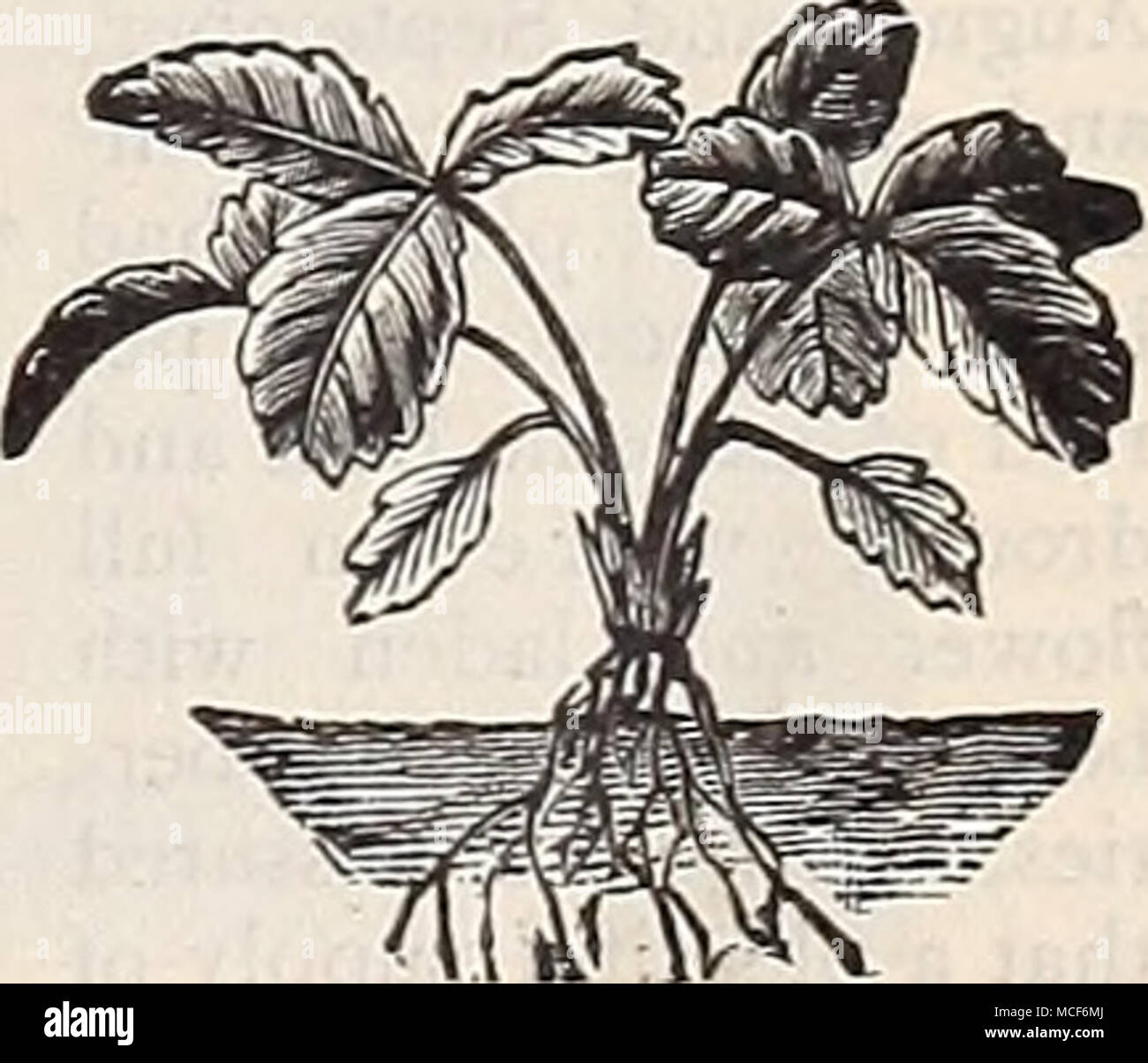 Shallow root systems hi-res stock photography and images - Alamy