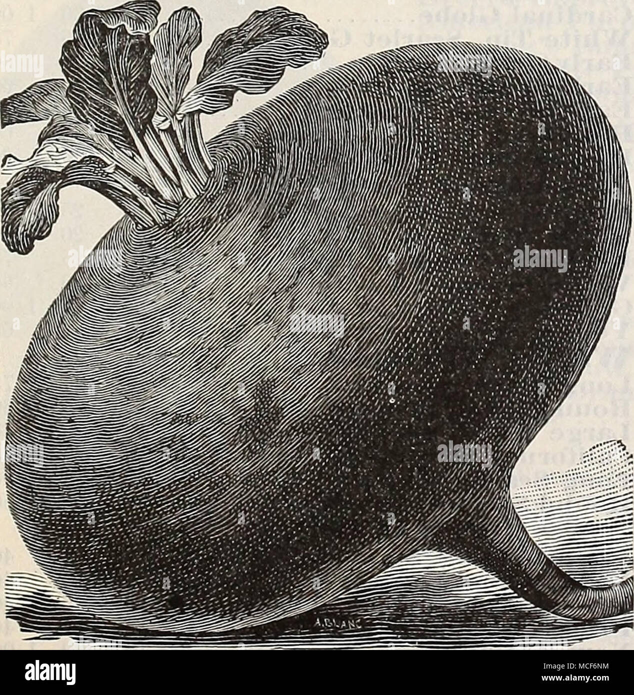 . Crosby's Egyptian Beet Stock Photo - Alamy