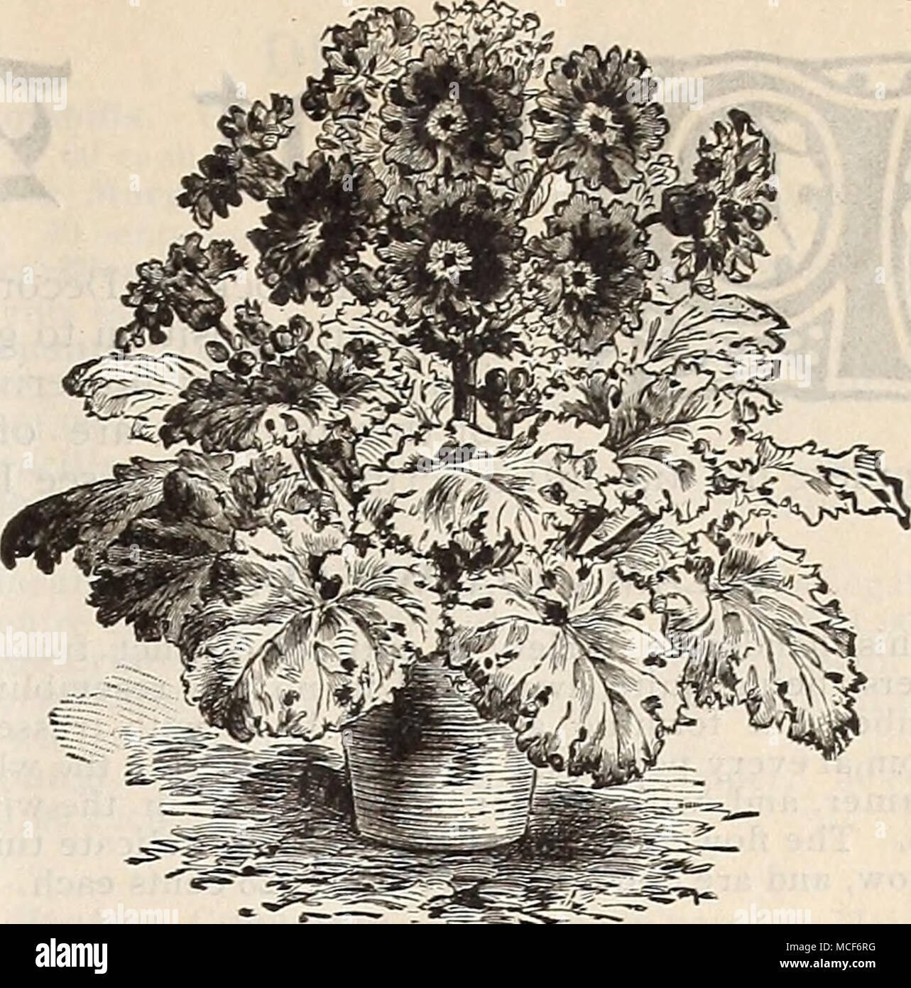 25 punctata hi-res stock photography and images - Alamy