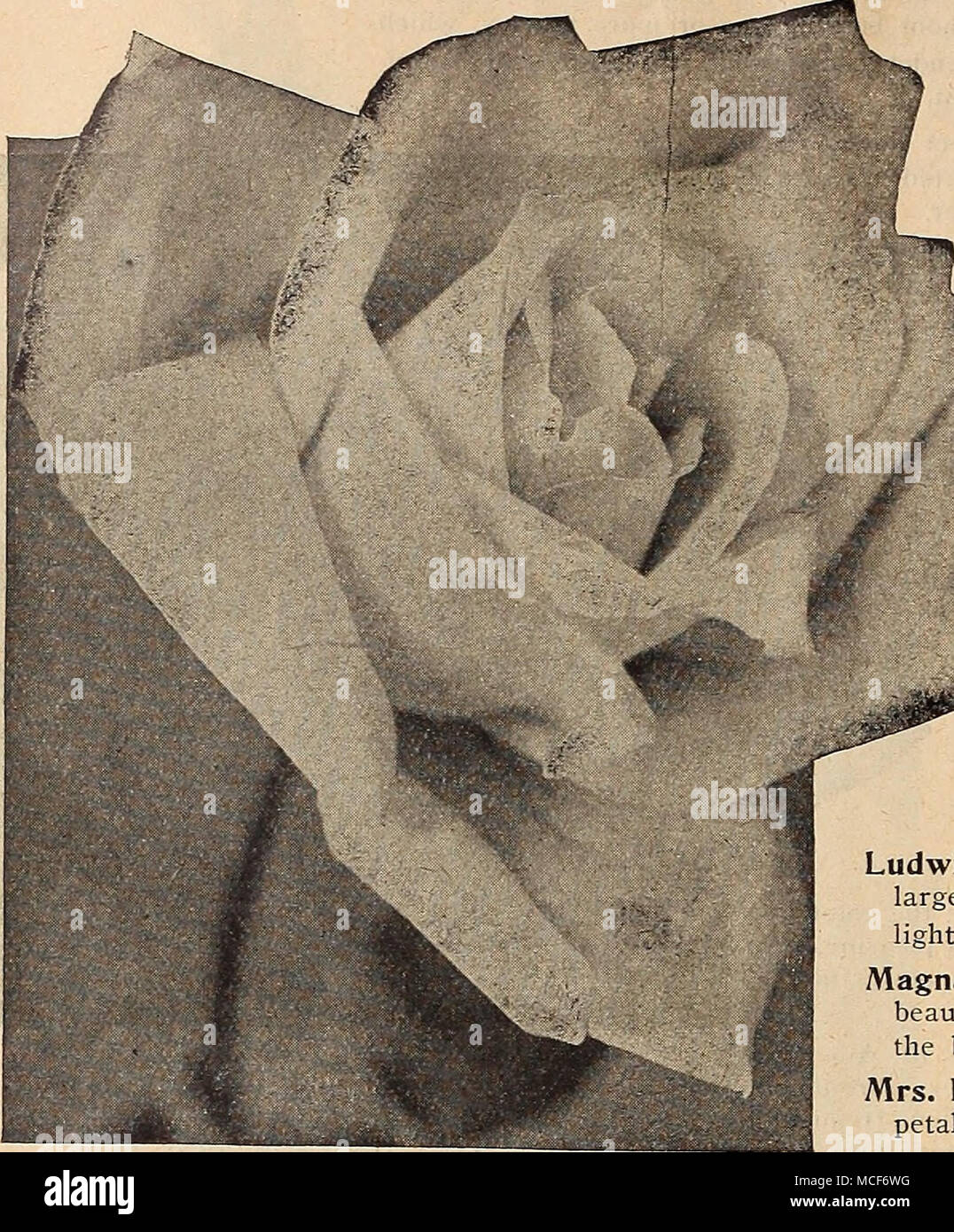 . New Hybrid Perpetual Rose, George Arends Ulrich Brunner. A bright ...