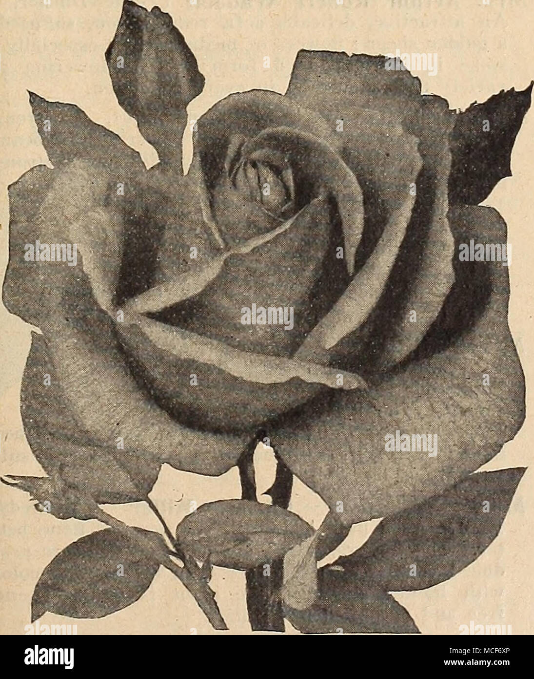 Daily mail rose hi-res stock photography and images - Alamy