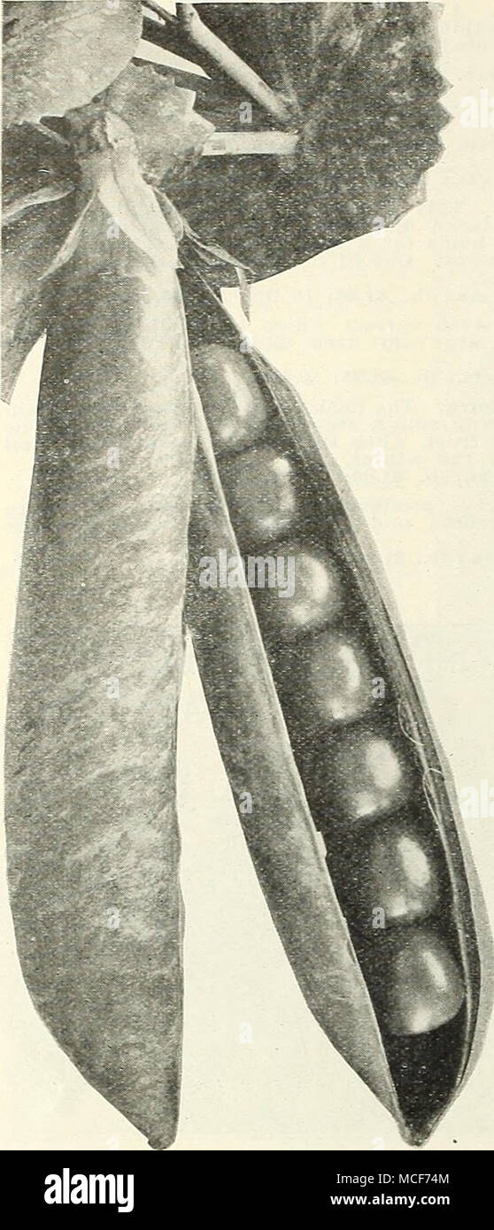 Smooth and wrinkled pea hi-res stock photography and images - Alamy