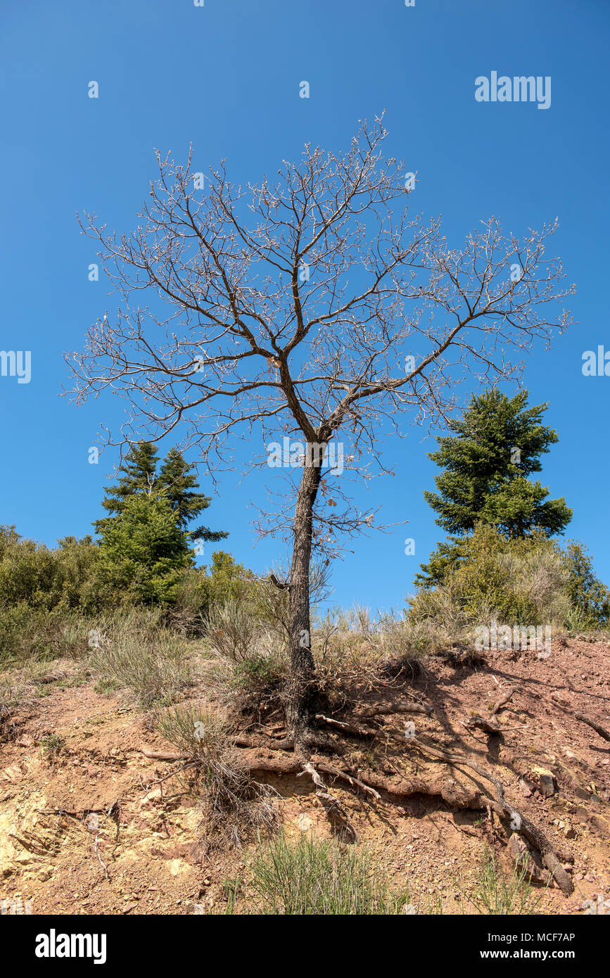 Tree Without Leaves High Resolution Stock Photography and Images - Alamy
