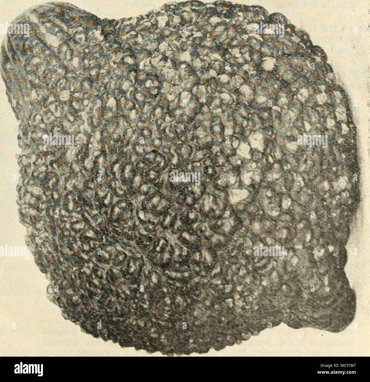 Warted squash hi-res stock photography and images - Alamy